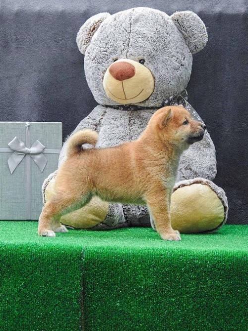 Shiba inu štenci