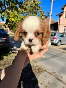 Štenci Cavalier king Charles spaniel