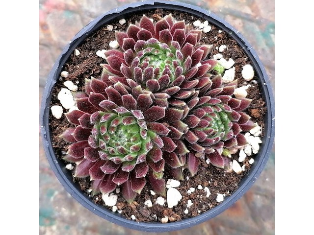 Sempervivum `Crimson velvet` (Čuvarkuća)