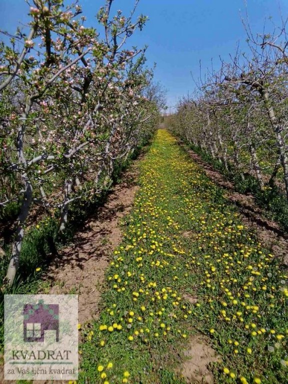 Plantaža jabuka sa nedovršenom kućom 30 m², 21 ar, Obrenovac, Rvati- 65 000 €