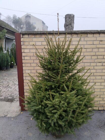 Novogodišnja jelka 200-250cm