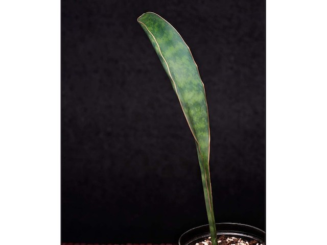 Sanseverija ( Sansevieria Whale Fin )