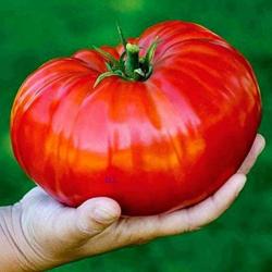 Tomatele Gigant “Rosu de Gradina”Veoma Ukusan-1kg-1.5kg Plod..