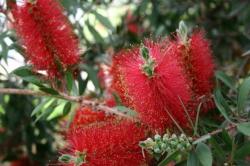 Callistemon citrinus - Crimson Bottlebrush