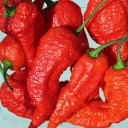 DEVILS BRAIN Heirloom Cili paprika (seme)