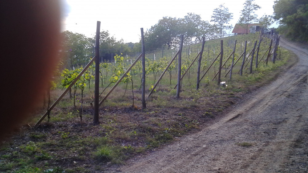 Vinograd, poljoprivredno zemljište: Zelina, Žitomir, 6950 m2