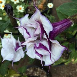 Andjeoska truba balerina ljubicasta brugmansija datura biologika