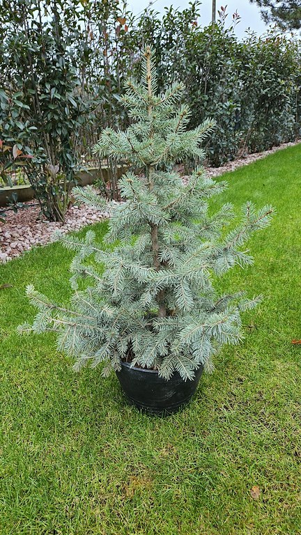 Plava smrča (lat. Picea pungens) 1m – 1.2m