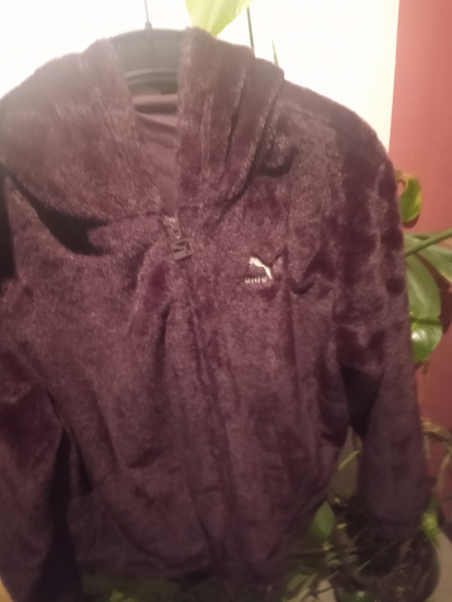 Puma tedy bundica