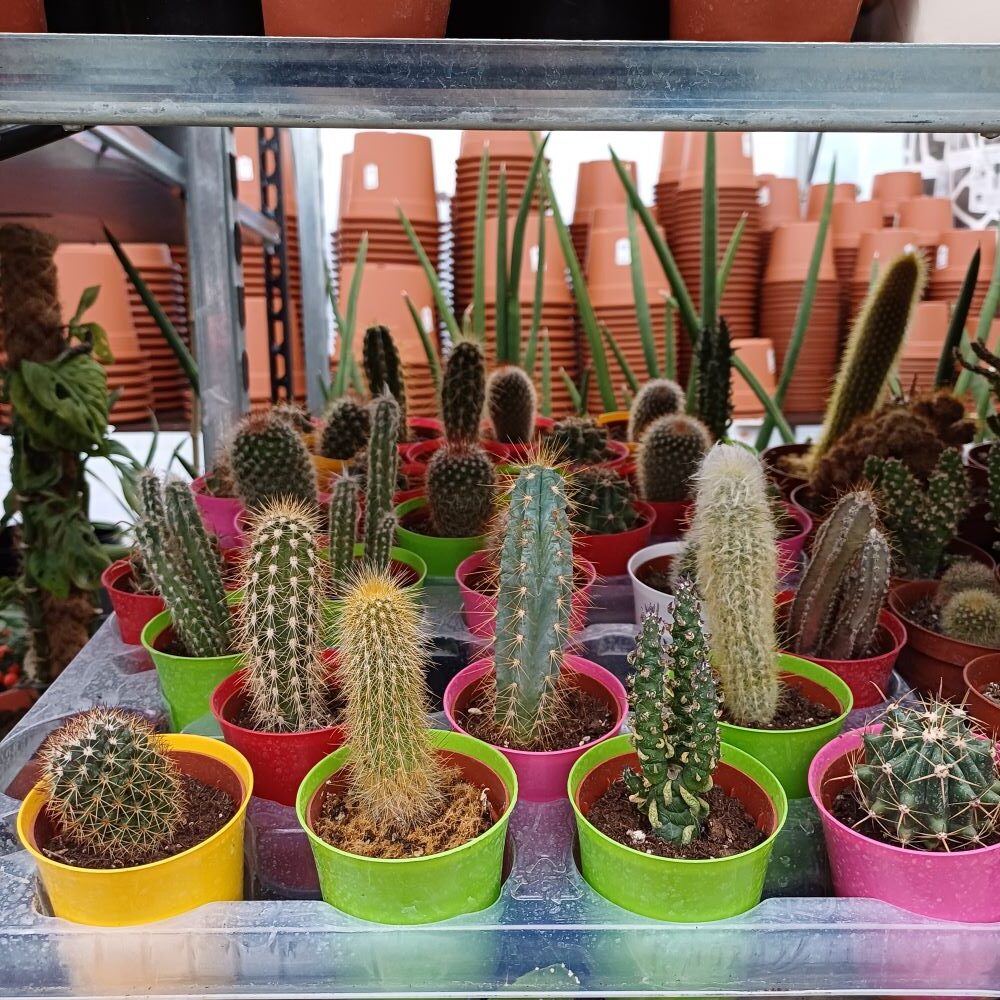 Cactus mix 7-20 cm