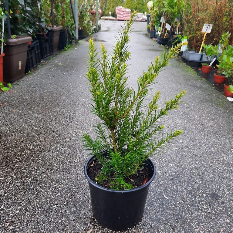 Taxus media Groenland 50 cm