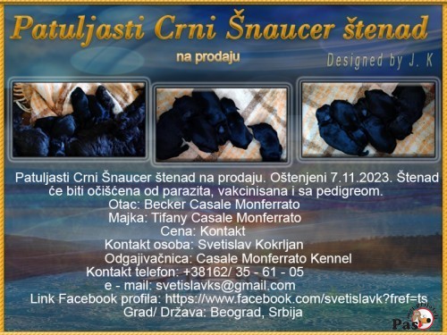 Patuljasti šnaucer