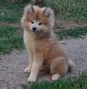 Akita Inu štenci