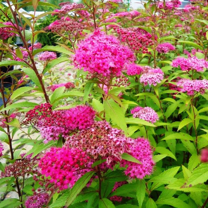 Spiraea Japonica Anthony Waterer - Suručica