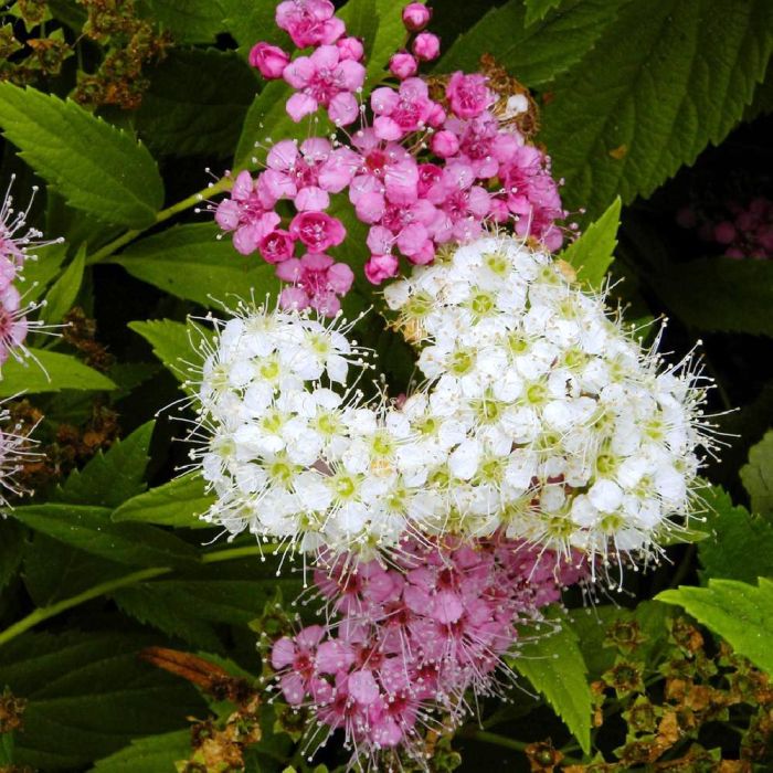 Spiraea Japonica Genpei - Suručica