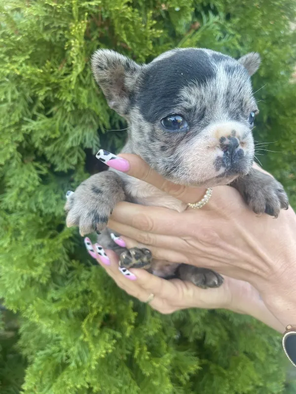 Francuski Buldog PRELEPI štenci