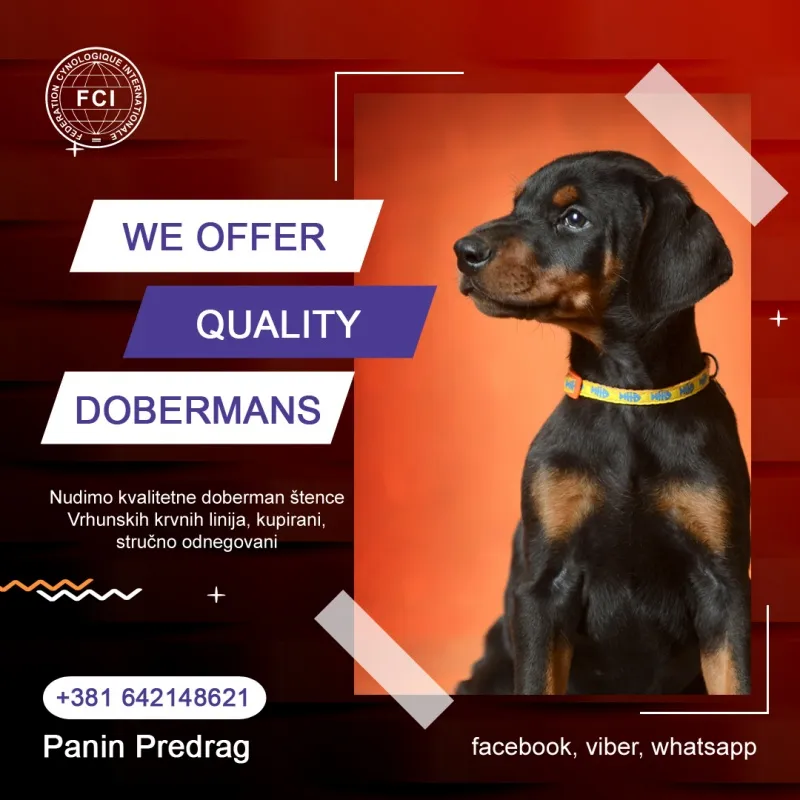 Doberman VRHUNSKI štenci