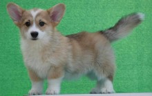 Velski korgi/welsh corgi pembroke