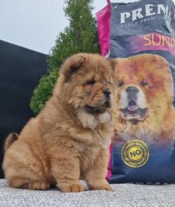 Chow chow štenci