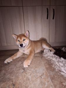 Shiba inu POVOLJNO