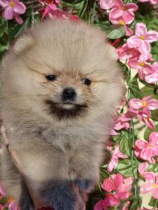 Pomeranac boo