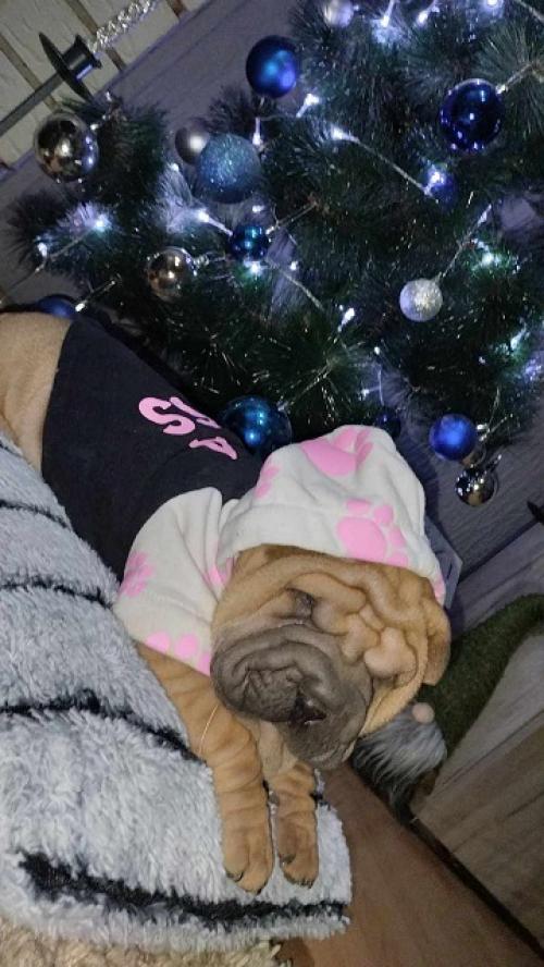 Shar pei - šar pej štenci