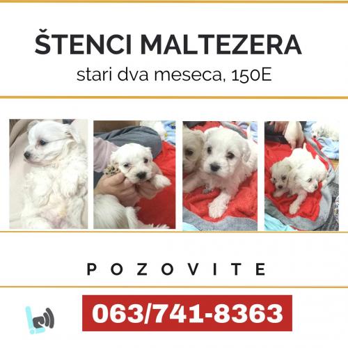 Štenci maltezera