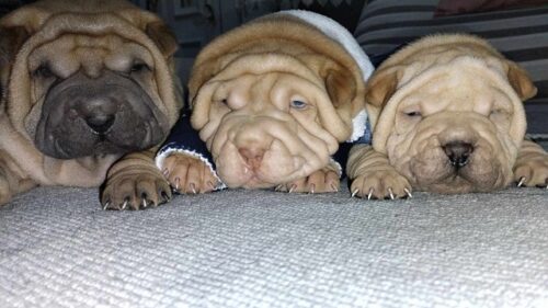 Shar pei – šar pej štenci