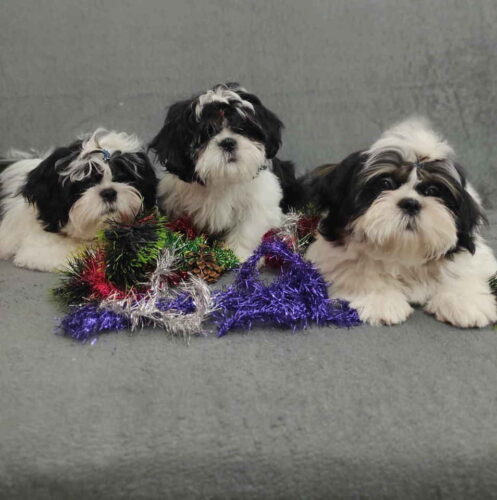 Dostupni Štenci Shih tzu rase