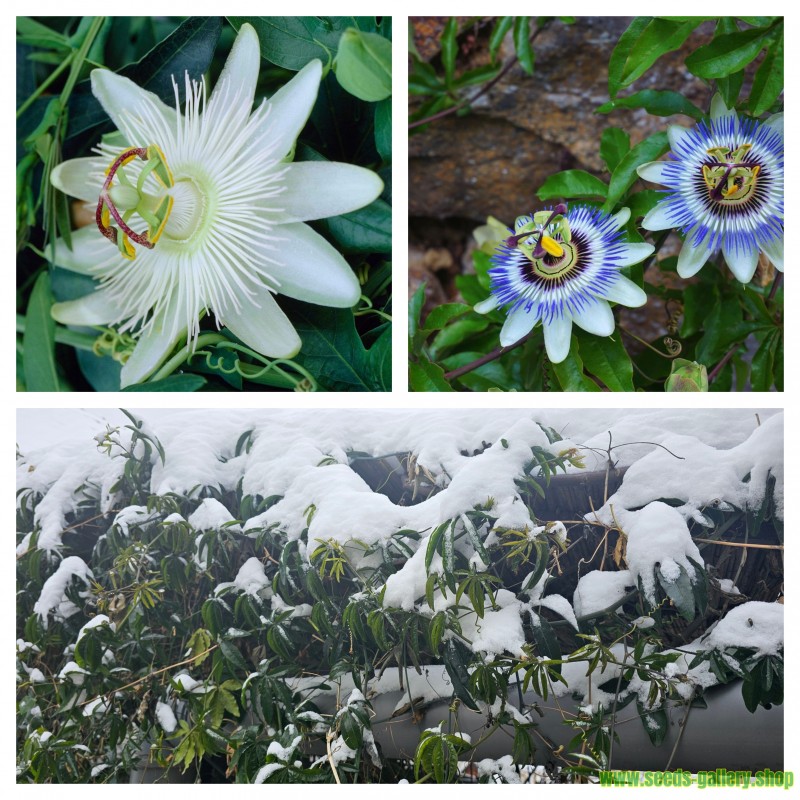 Passioflora mix beli i plavi cvetovi - otporna na zimu