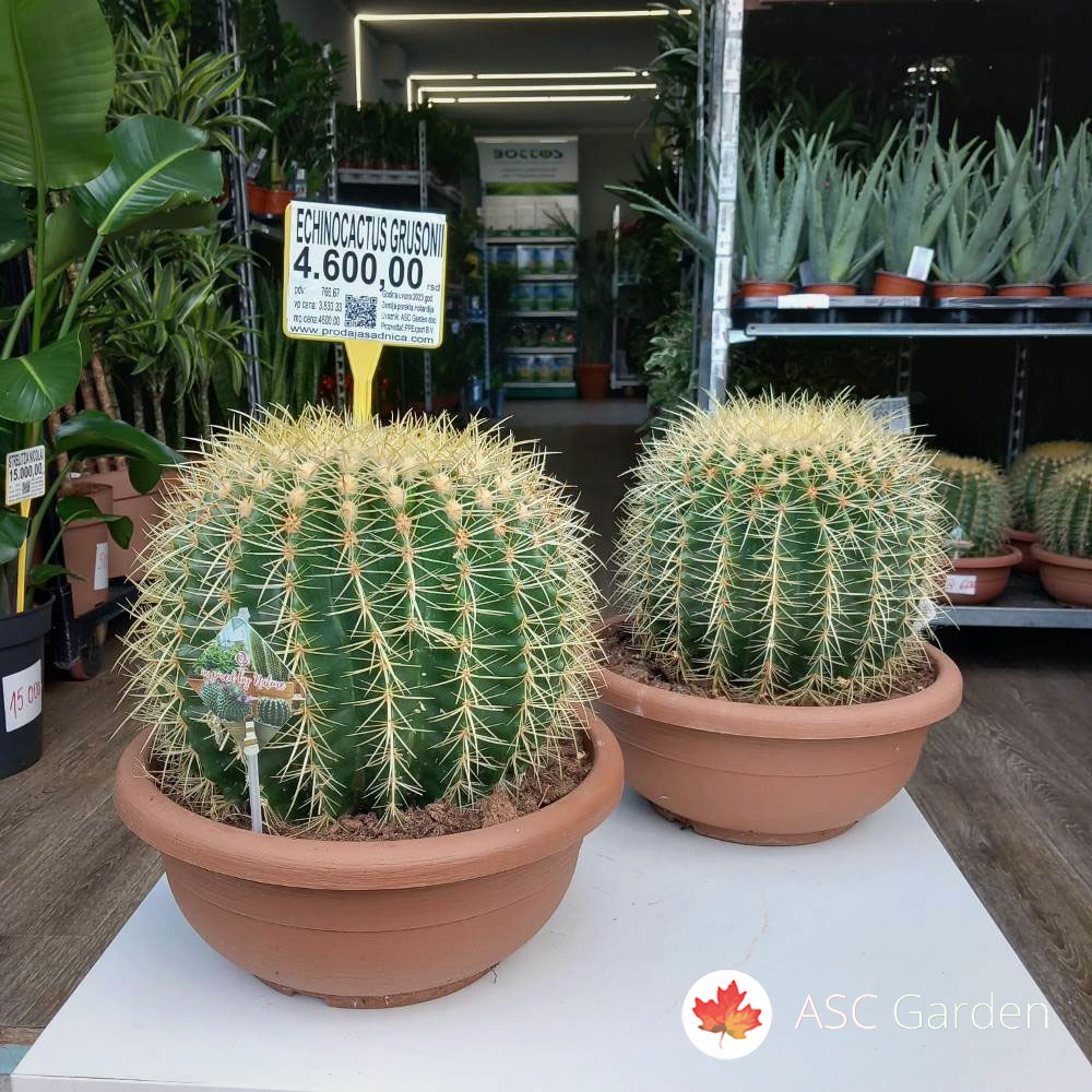 Echinocactus grusonii 30 cm