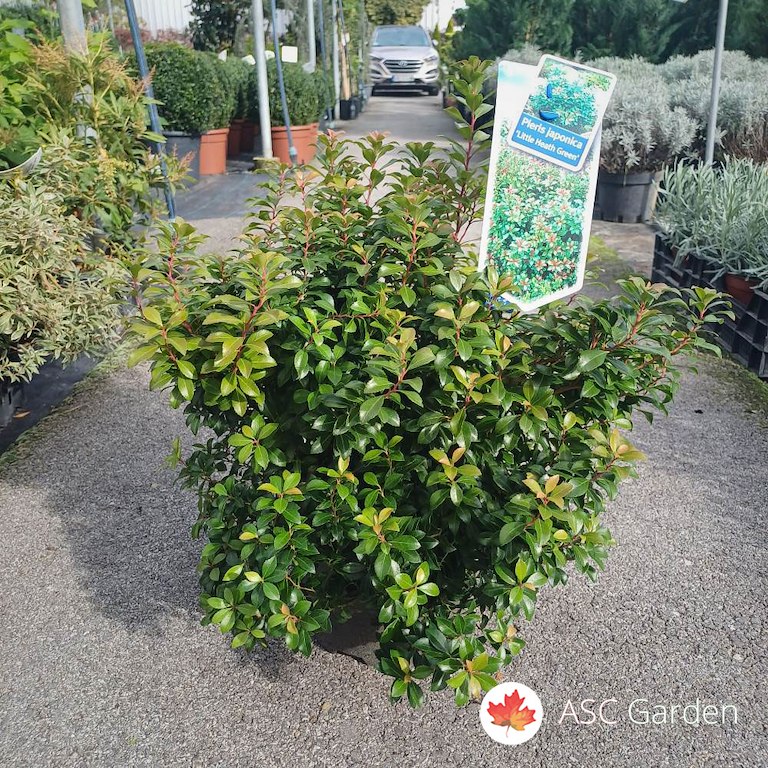 Pieris japonica Little Heath Green 45 cm