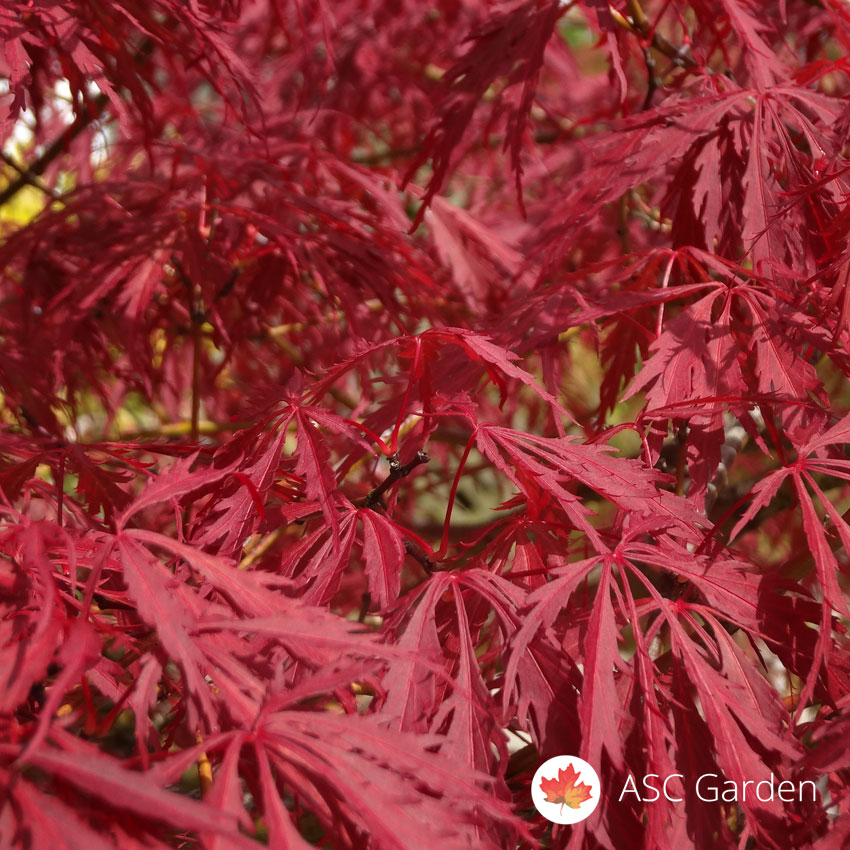 Acer palmatum ‘Atropurpureum’ 40 cm