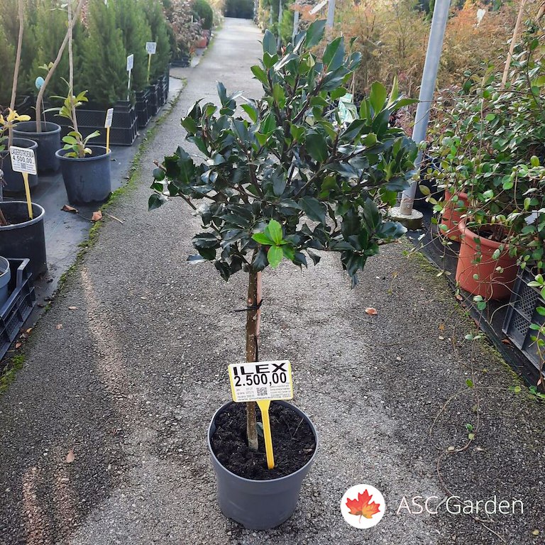 Ilex Aureomarginata 90 cm