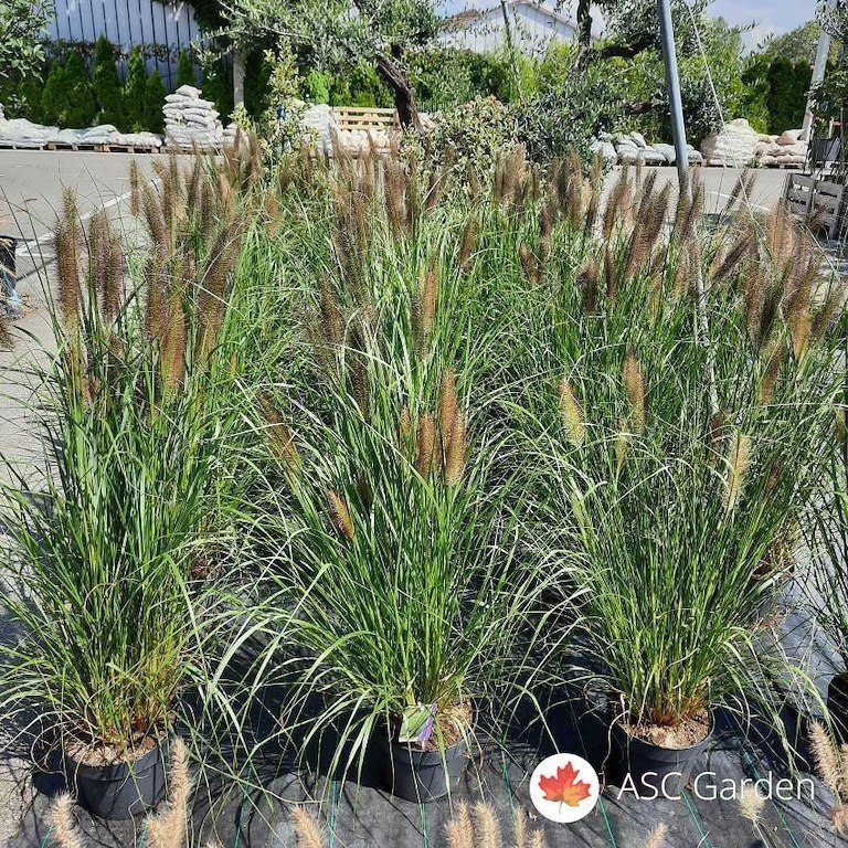 Pennisetum alopecuroides 110 cm