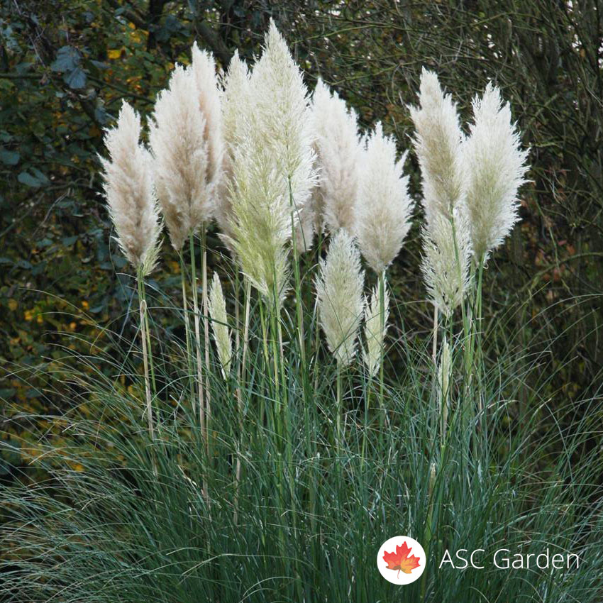 Pampas Trava (Cortaderia selloana) u saksiji C10