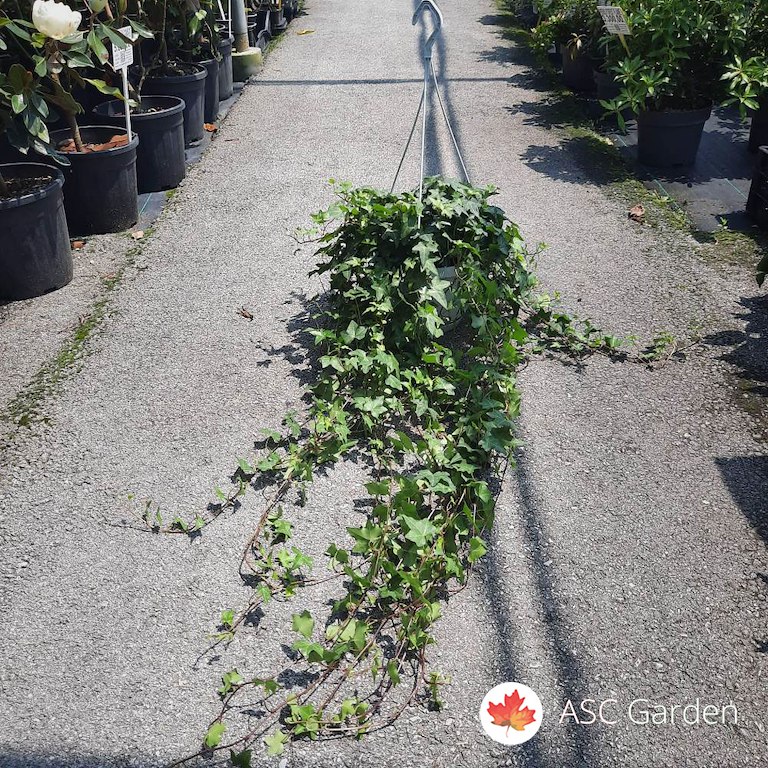 Hedera helix 110cm