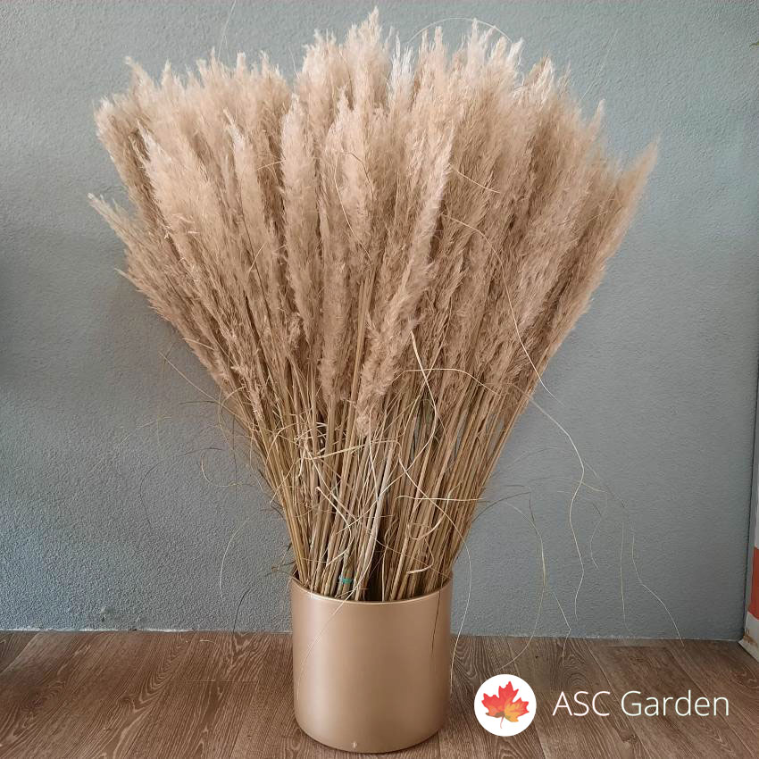 Pampas rezani 100 cm 5 komada