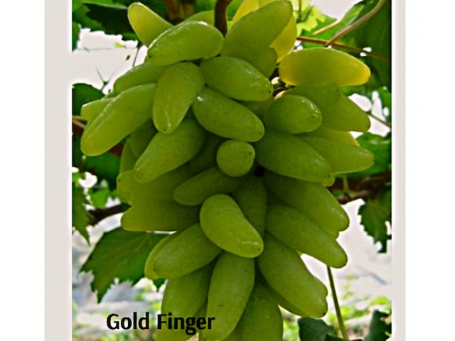 Stono grožđe `GOLD FINGER`  reznice