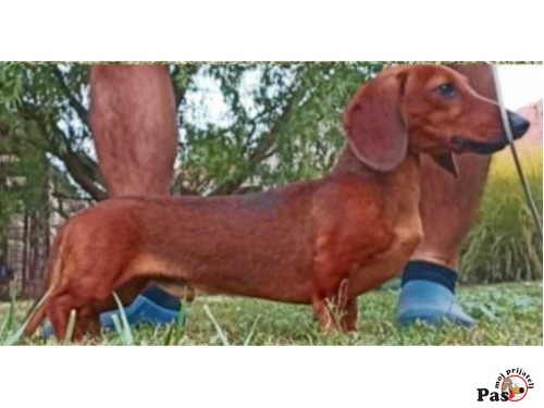 Jazavičar oštrodlaki - Dachshund