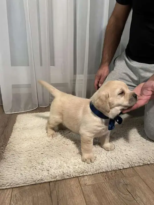 Labrador retriver, prelepi štenci