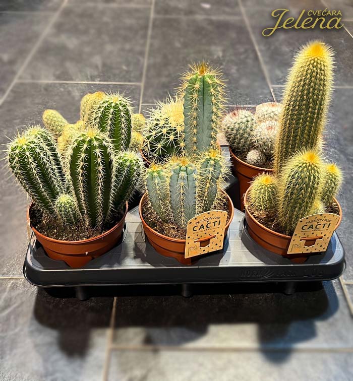 Kaktusi – Komad