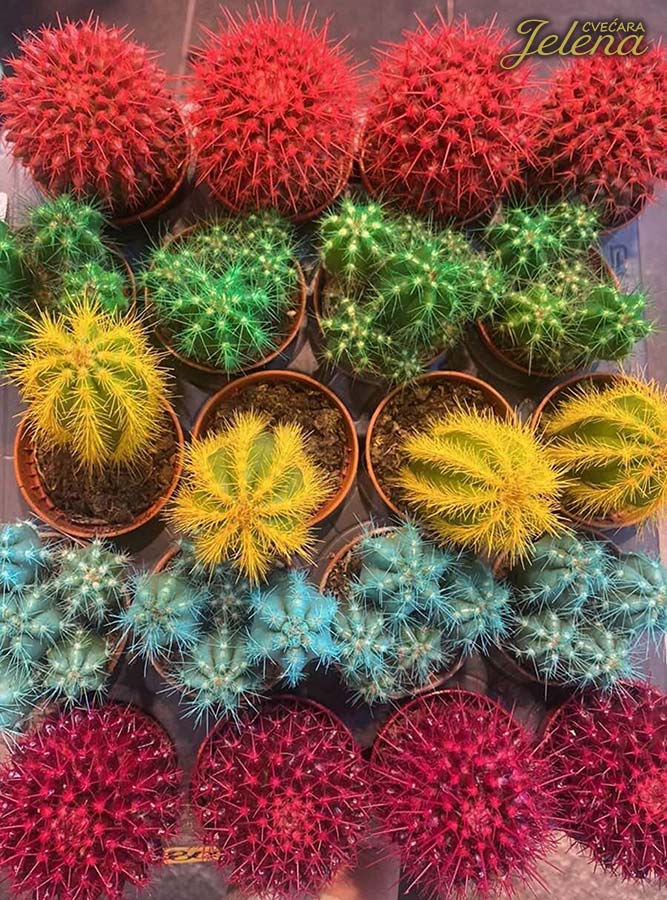 Kaktusi u boji – Komad