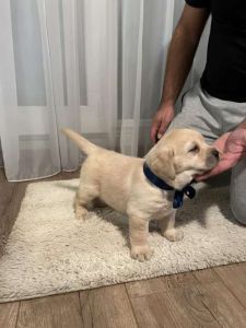 Labrador retriver, prelepi štenci