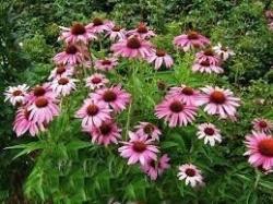 Ehinacea-Prelepi cvet lekovitih svojstva..