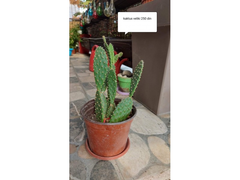 Kaktus opuntia biljka