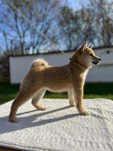 Shiba Inu