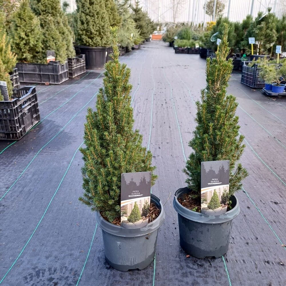 Picea glauca ‘Zuckerhut’ 30 – 40 cm