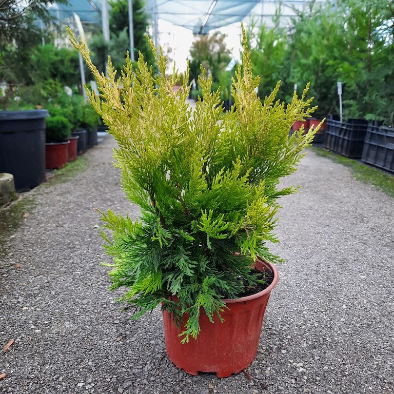 Cupressocyparis leylandii Gold rider 30 cm