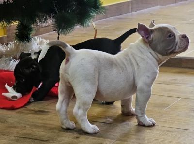 American bully micro-pocket